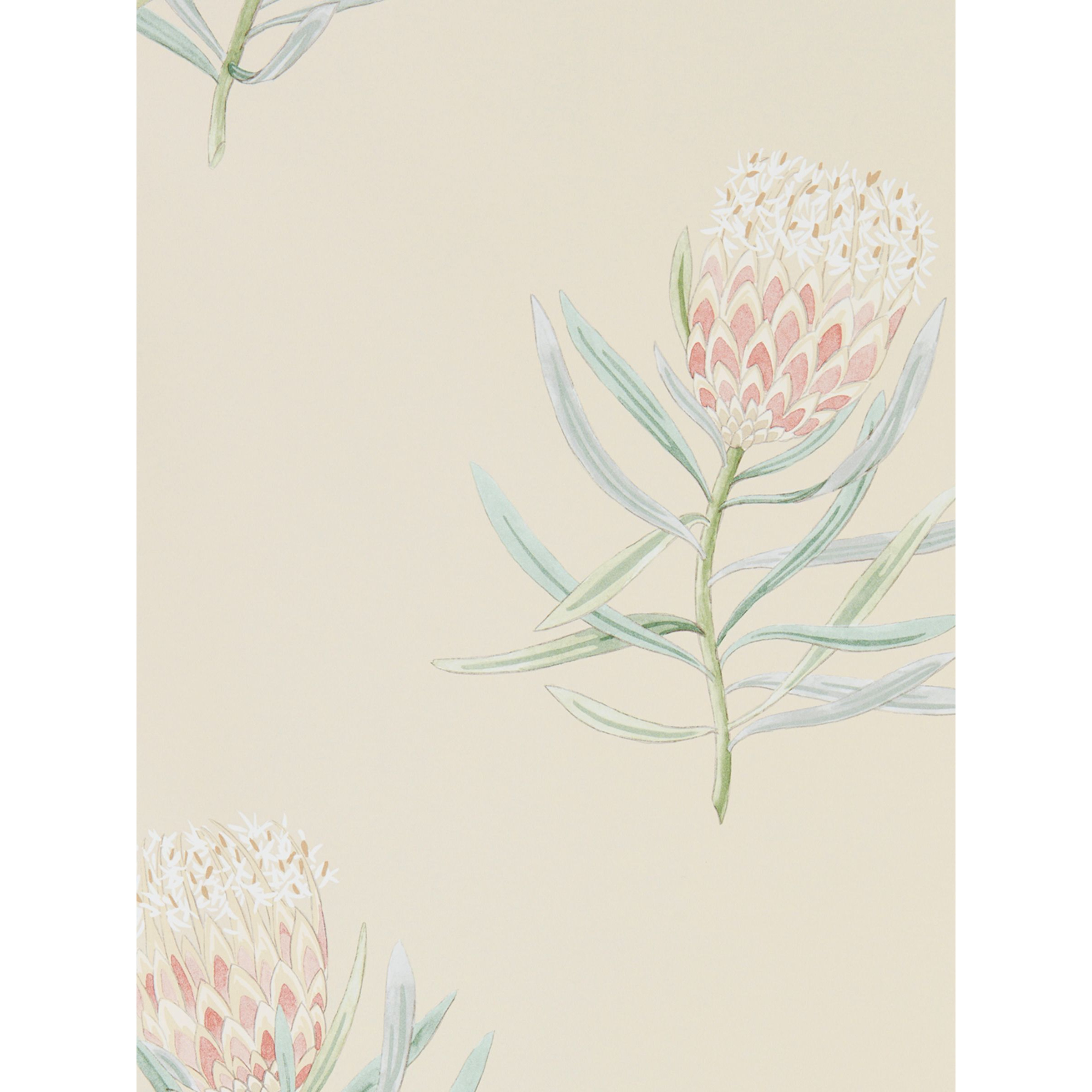 Sanderson Protea Flower Wallpaper by John Lewis & Partners | ufurnish.com