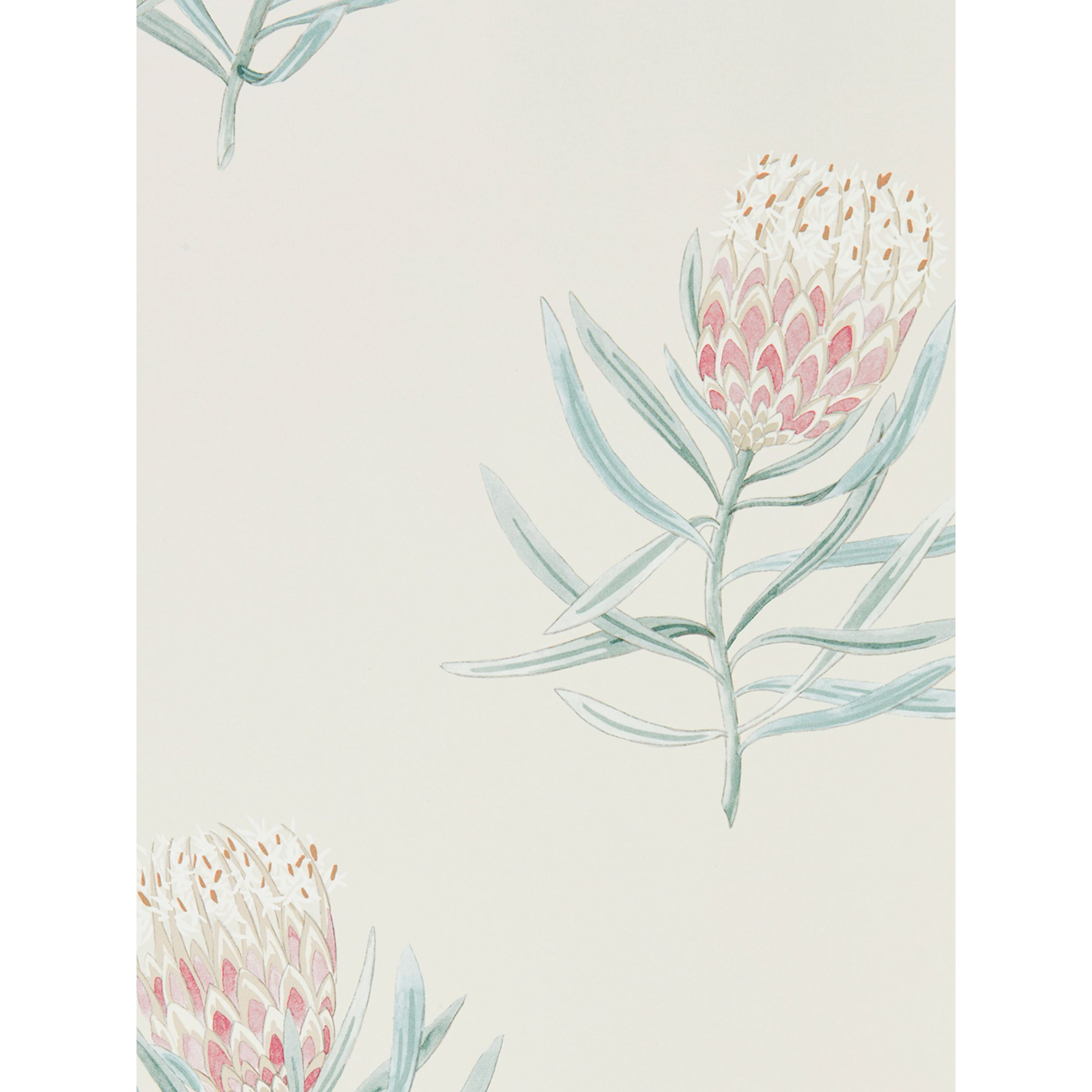 Sanderson Protea Flower Wallpaper by John Lewis & Partners | uFurnish.com