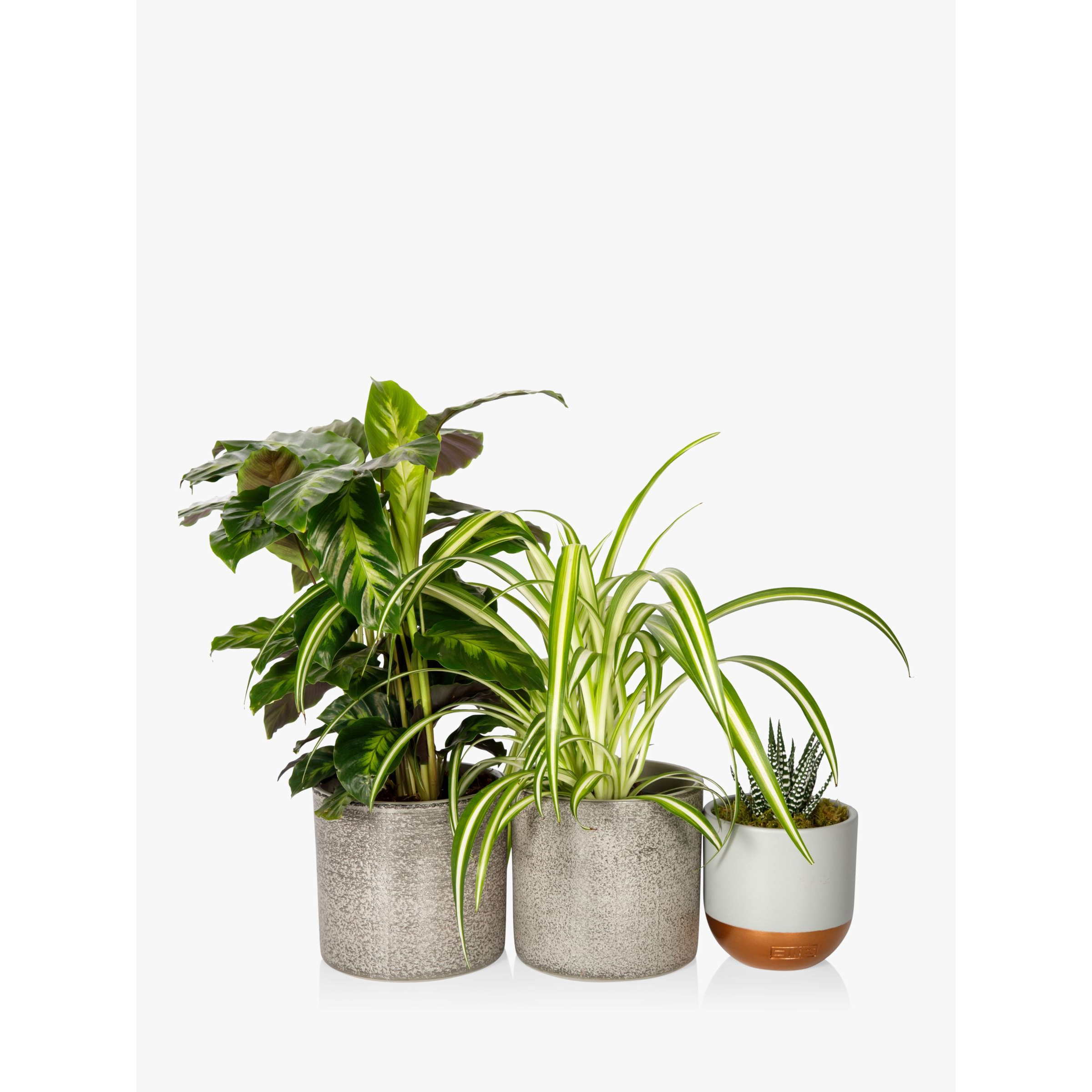 The Little Botanical Pet Lovers Plant Bundle by John Lewis & Partners ...