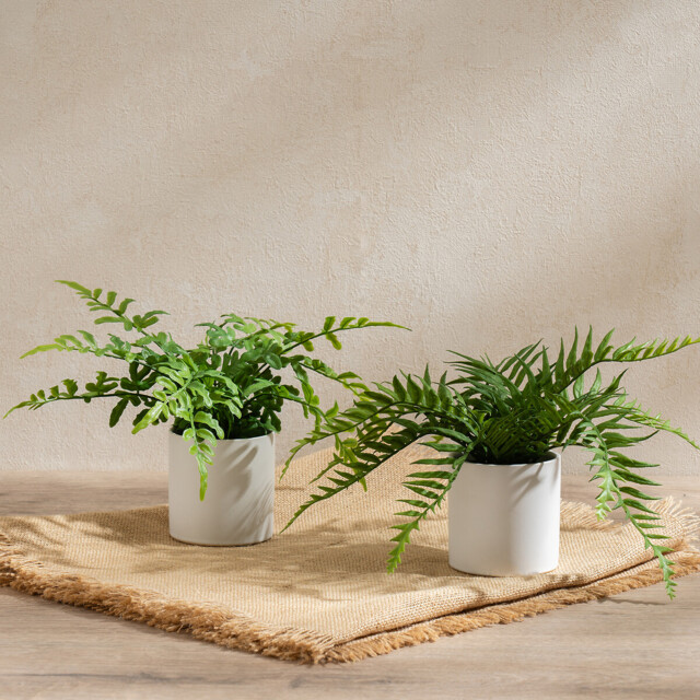 Set of 2 Ferns in White Ceramic Pot by La Redoute | ufurnish.com