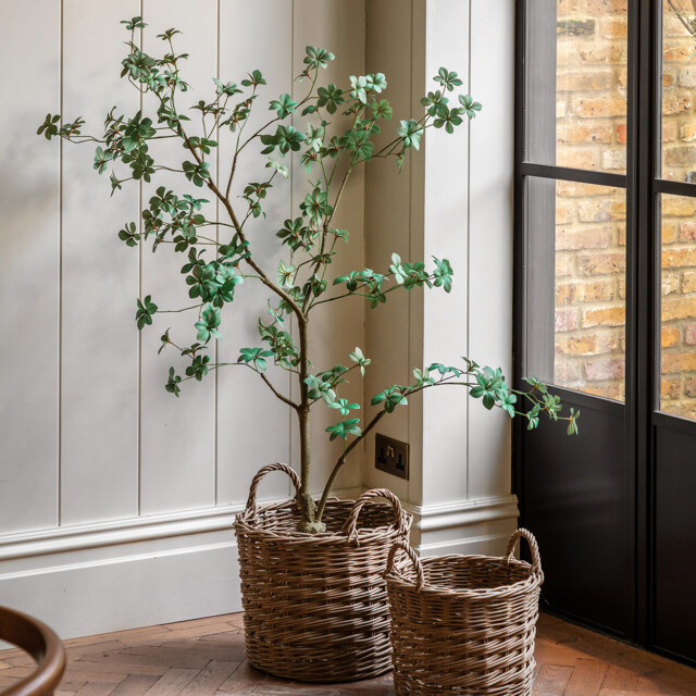 5ft Potted Rhodoleia Tree by La Redoute | ufurnish.com