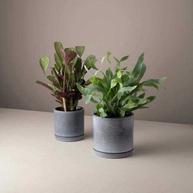 Shrub Indoor Planter, (Set of 2) by Sazy | ufurnish.com