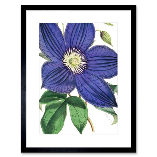 "Purple Clematis Flower Floral 9x7"" Black Framed Wall Art Print" by ...