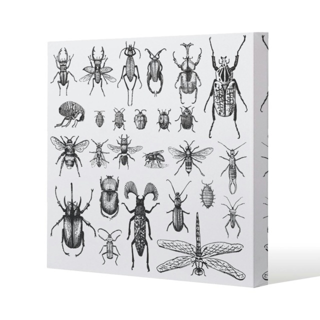 Fleas Many Species In Vintage Old Hand Drawn Style (Canvas Print) by ...
