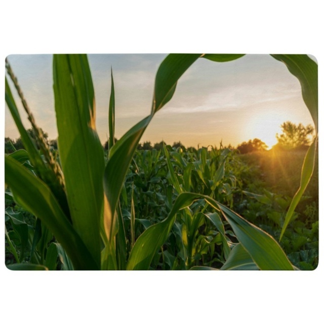 Corn And Sun Close Up (Rug) Green - S by Tesco - Marketplace | ufurnish.com