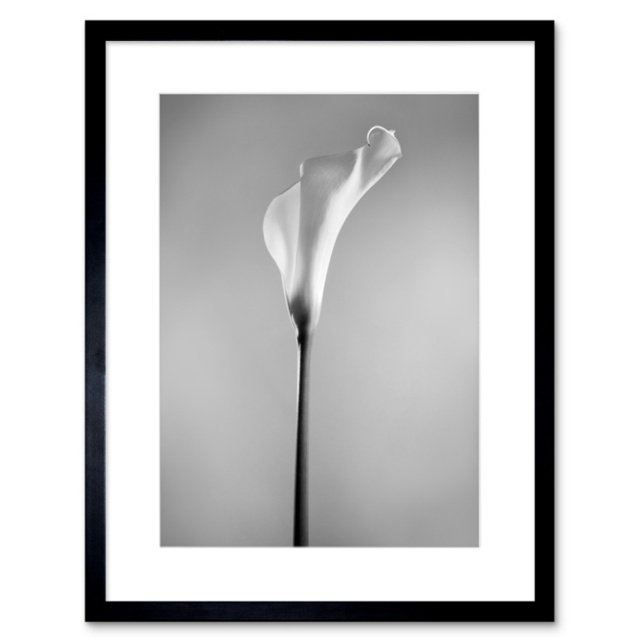 "Single Calla Lily Flower Black White Floral Photograph 9X7"" Black ...