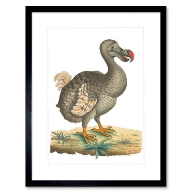 "Vintage Dodo Bird Painting Extinct Animal 9X7"" Black Framed Wall Art ...