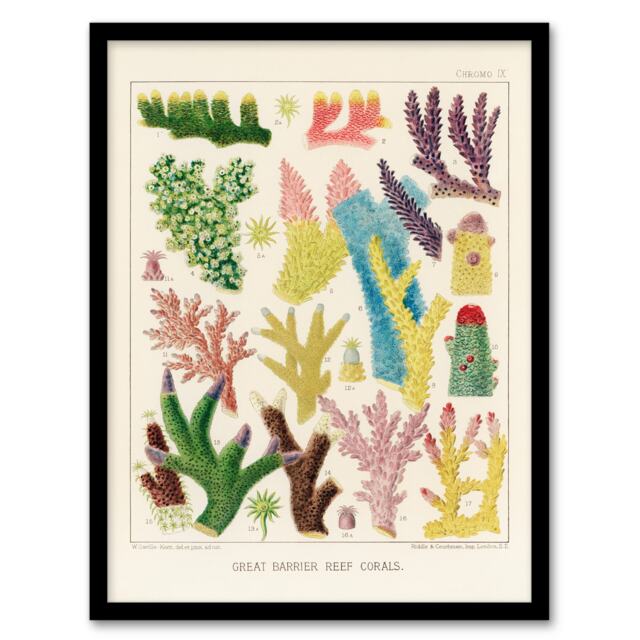 William Saville Kent Framed Wall Art Print Great Barrier Reef Corals ...