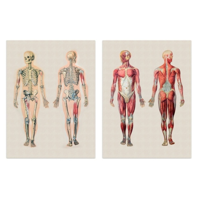 Set Of 2 Human Body Muscle Bone Skeletal Diagrams Scientific Medical ...
