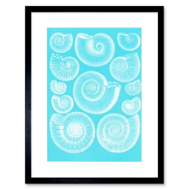 "Ammonites Sea Life Fossils Blue Bathroom 9x7"" Black Framed Wall Art ...