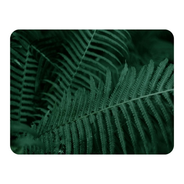 Deep Green Fern Leaves Texture. Fern In The Forest. Plants Background ...