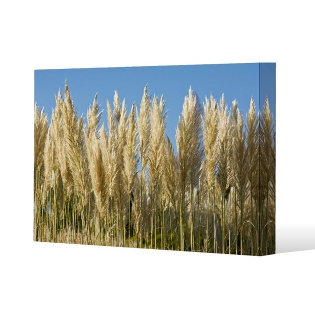 Pampus Grass (Canvas Print) 31 X 41 X 4Cm by Tesco - Marketplace ...