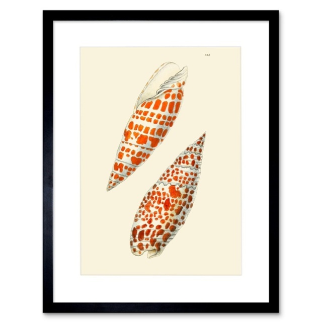 "Seashell Orange Spotted Conical 9X7"" Black Framed Wall Art Print" by ...