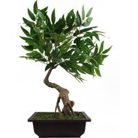 Artificial Ruscus Acacia Bonsai Tree - Green by The Range | ufurnish.com