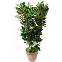 Artificial Mini Ficus Bush Plant in Decorative Planter - Mini Green ...