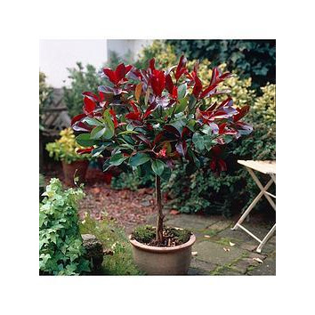 Photinia Little Red Robin 1M Standard by Very | ufurnish.com