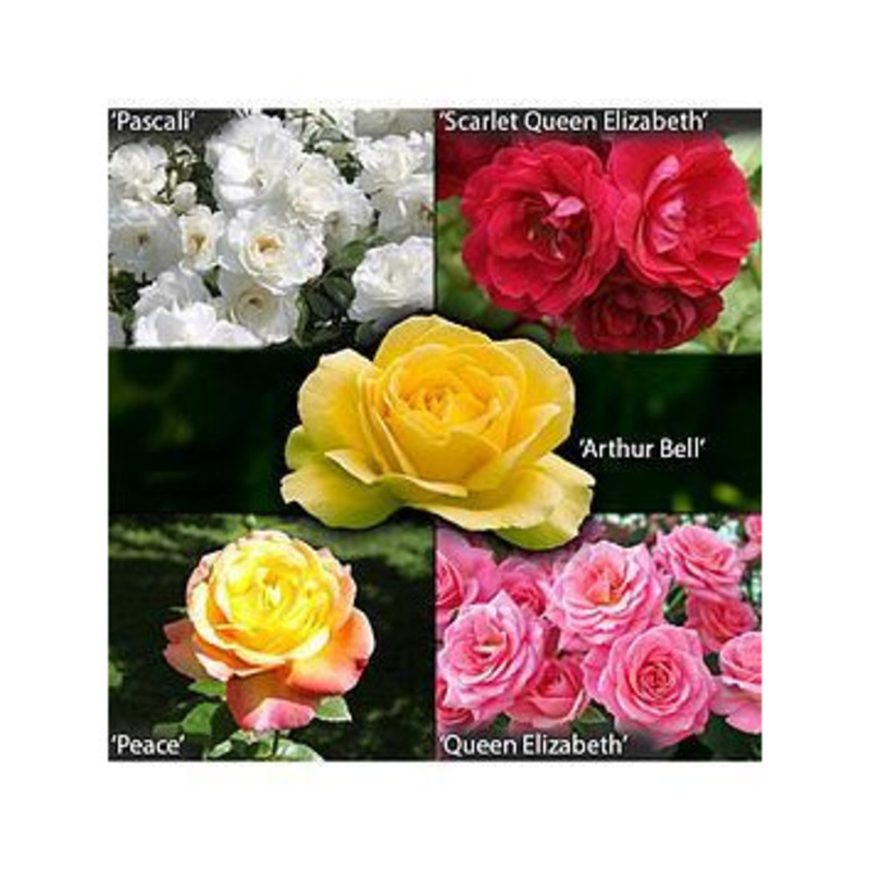 Garden Glamour Rose Bushes X5 Bushes Bare Root by Very | ufurnish.com
