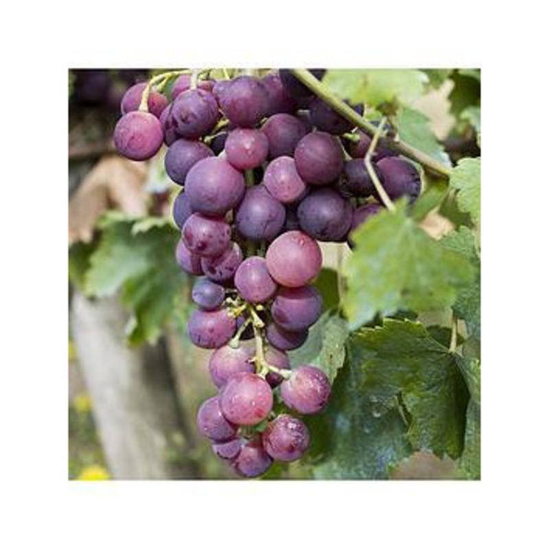 Table Grapevine 'Red Globe' 1.2M 5L Potted Plant by Very | ufurnish.com