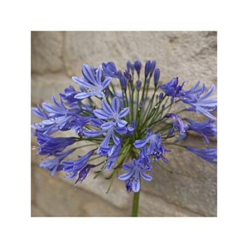 Agapanthus Africanus Blue 5L Potted Plant by Very | ufurnish.com