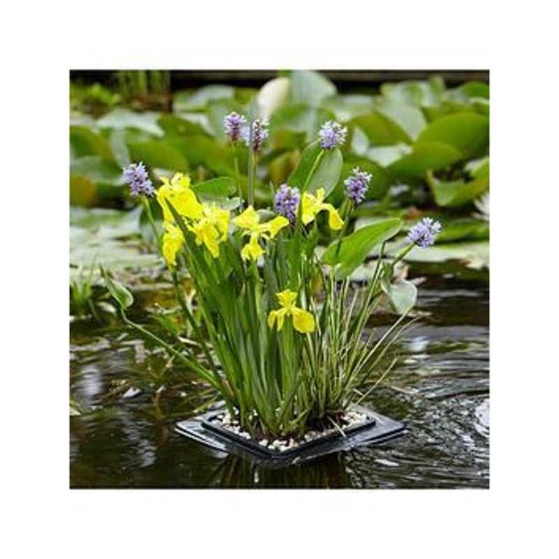 Complete Pond Floating Raft Kit -Plants, Gravel & Raft by Very ...