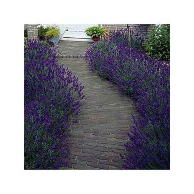 Hedging Lavender Hidcote 10 X 9Cm Pot by Very | ufurnish.com