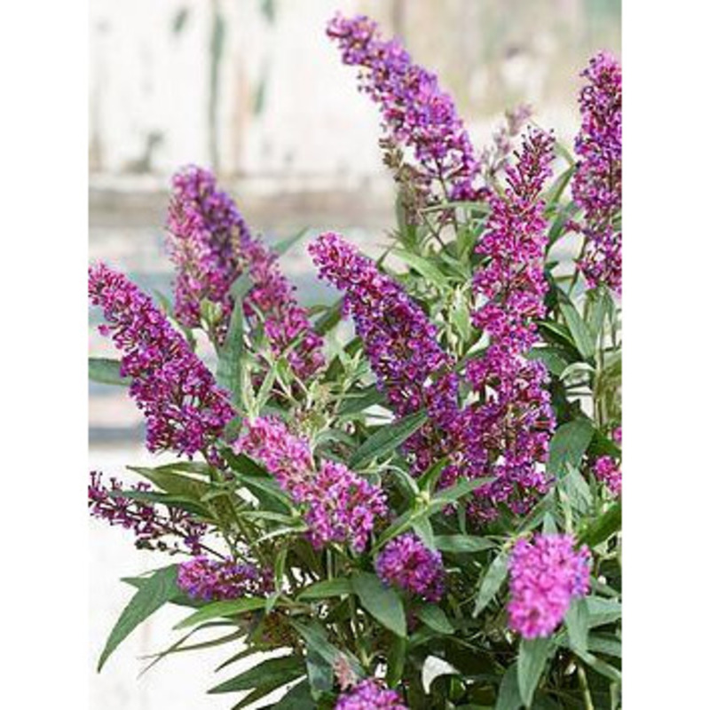 Buddleja Davidii Butterfly Tower 2 X 9Cm Pot by Very | ufurnish.com