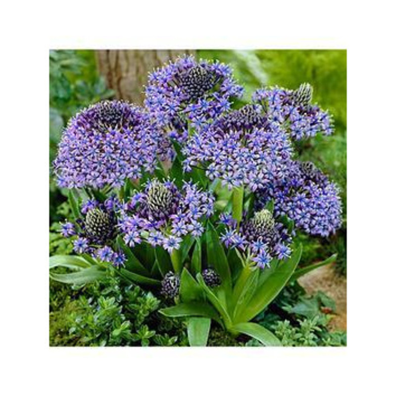 Scilla Peruviana (Caribbean Lily) Bulbs X 3 by Very | ufurnish.com