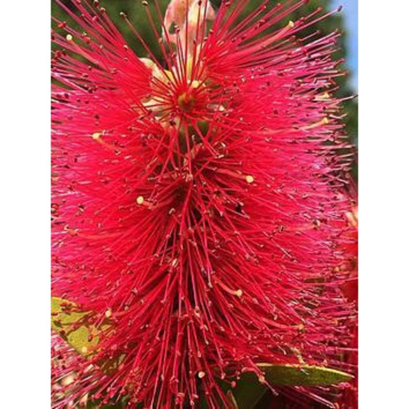 Callistemon Inferno by Very | ufurnish.com