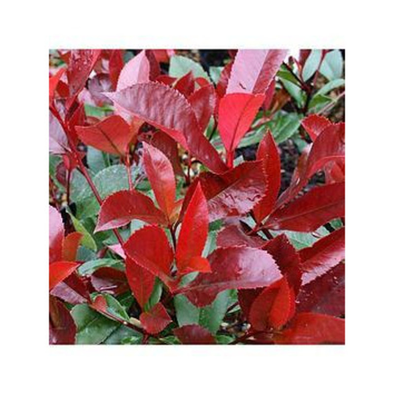 Photinia X Fraseri Red Robin Tree (12L, 5 - 6Ft) by Very | ufurnish.com