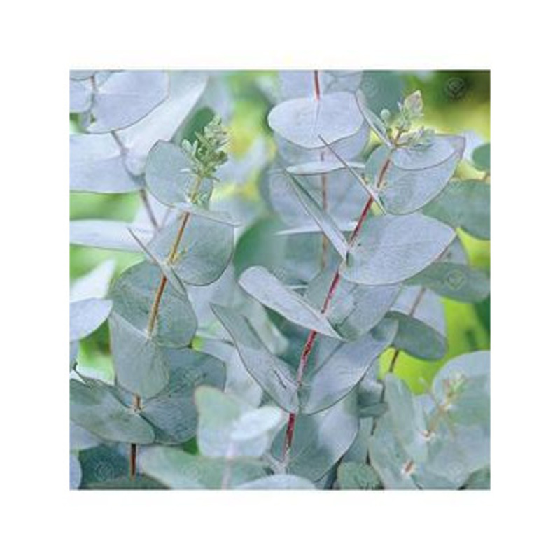 Eucalyptus Gunnii Azura Tree (12L, 5 - 6Ft) by Very | ufurnish.com