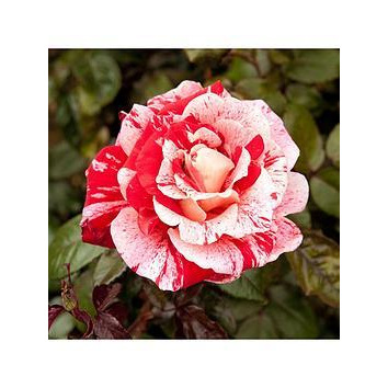 Rose 'Raspberry Ripple' Papageno (Bare Root) by Very | ufurnish.com