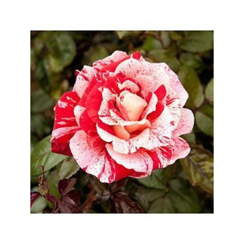 Rose 'Raspberry Ripple' Papageno (Bare Root) by Very | ufurnish.com