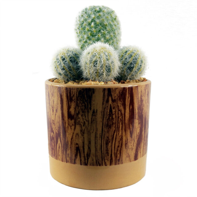 Artificial Cactus Plant Cacti in Ceramic Planter by Wayfair | ufurnish.com