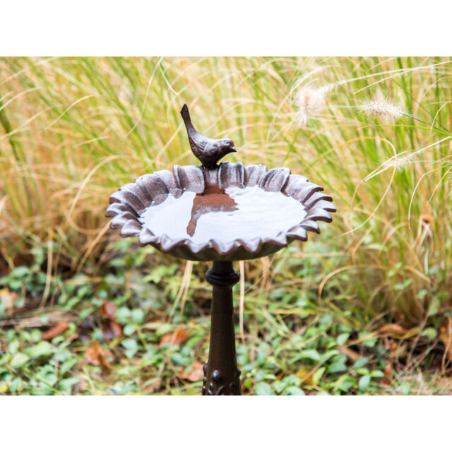 BLACKBIRD Birdbath by Wayfair | ufurnish.com