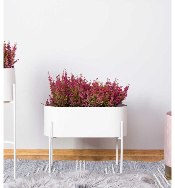 Crislyn Oval Pedestal Plant Stand by Wayfair | ufurnish.com