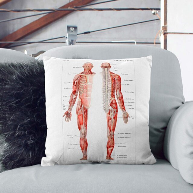 Human Anatomy in French Cushion with Filling by Wayfair | ufurnish.com